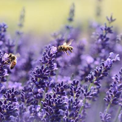 bees-on-purple-flower - KDE Store