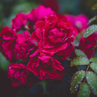 photography-of-red-roses - KDE Store