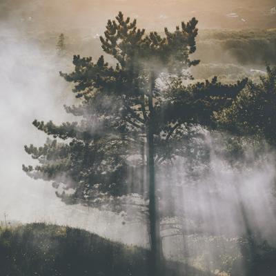 photo-of-tree-surrounded-by-fog - KDE Store
