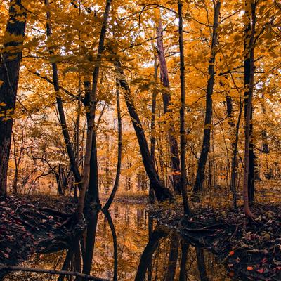 river-between-trees - KDE Store