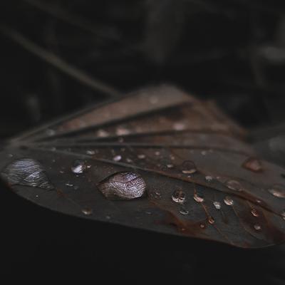 close-up-photo-of-leaf-with-droplets - KDE Store