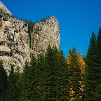 green-pine-trees - KDE Store