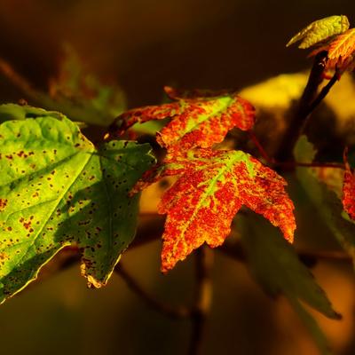 selective-focus-photography-of-green-and-red-maple-leaves - KDE Store