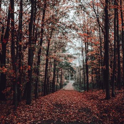 autumn-leaves-on-the-ground - KDE Store