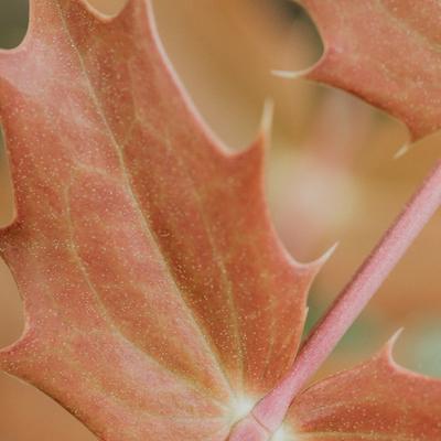 macro-photography-of-brown-leaves - KDE Store