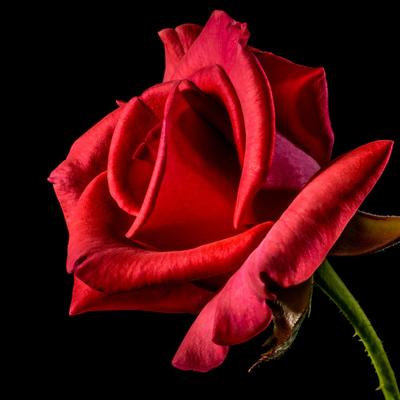 shallow-focus-photography-of-red-rose - KDE Store