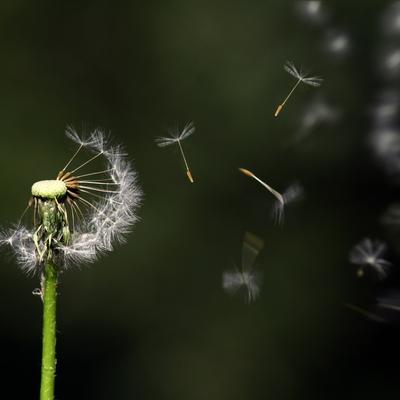 blossom-blur-close-up-dandelion - KDE Store