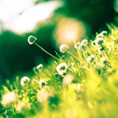 close-up-photo-of-dandelion - KDE Store
