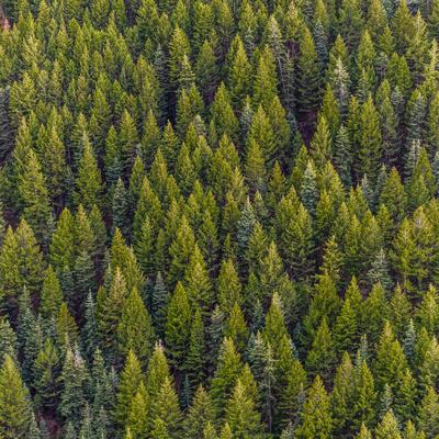 green-pine-trees - KDE Store