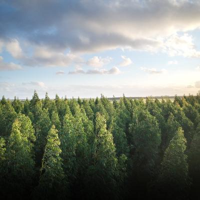 green-pine-trees - KDE Store