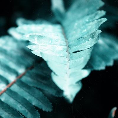 macro-photography-of-fern-leaves - KDE Store
