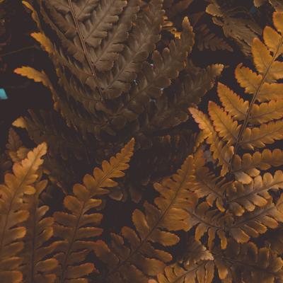 close-up-photo-of-brown-leaves - KDE Store