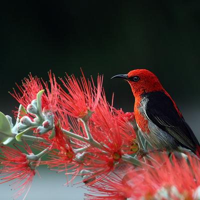 nature-bird-red-wildlife - KDE Store