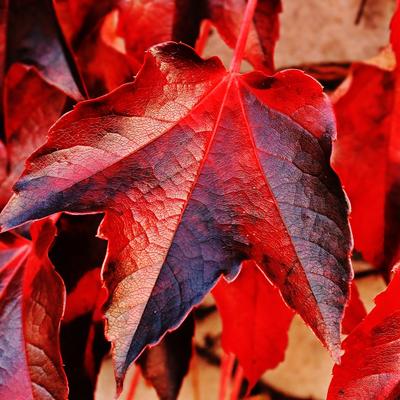 red-and-brown-plant-leaf-in-closeup-photo - KDE Store