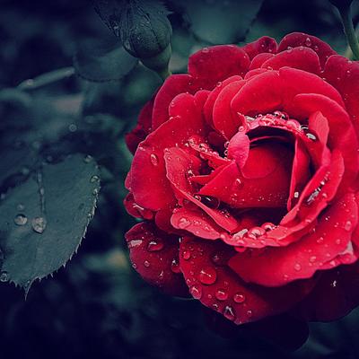 selective-focus-photography-of-a-red-rose - KDE Store