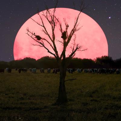 moon-night-supermoon-trees - KDE Store