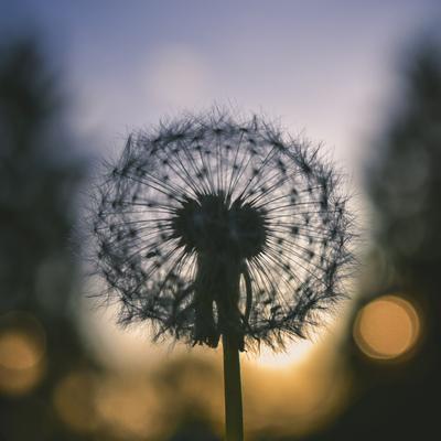 selective-focus-photography-of-dandelion - KDE Store