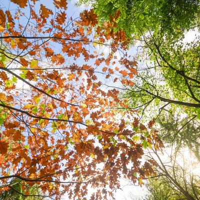 Low Angle Photo of Maple Leaves nature hd wall - KDE Store