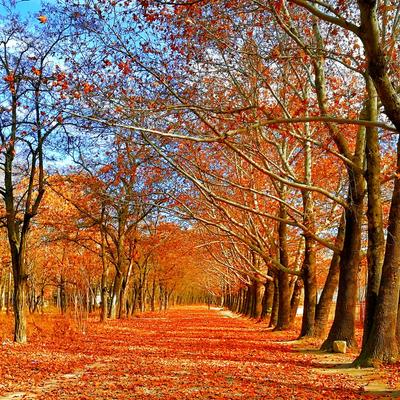 Pave Covered on Red Leaf Between Trees - KDE Store