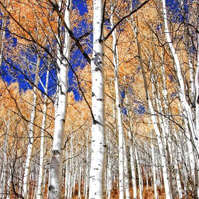 forest Trees Nature Landscape Tree - KDE Store