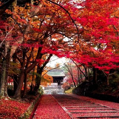autumn color Fall landscapes leaves nature park path Sidewa - KDE Store