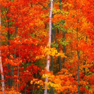 autumn color Fall forest landscape leaf leaves nature seaso - KDE Store