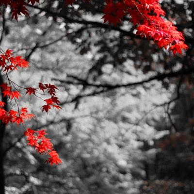 tree forest nature hd wall - KDE Store