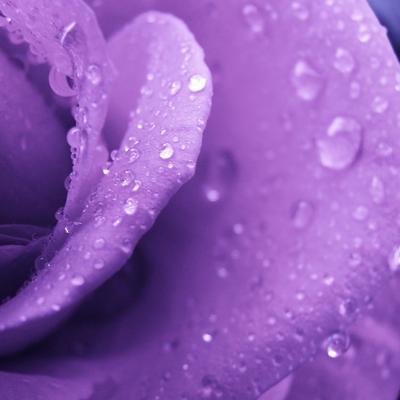 flowers photography purple water drops macro blue rose - KDE Store