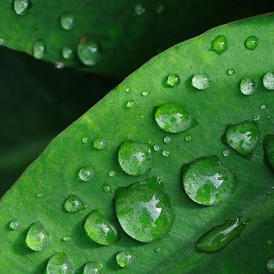 water nature plants water drops macro green dew - KDE Store