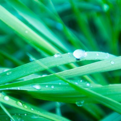 water grass plants photography water drops macro - KDE Store