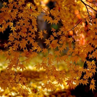 Autumn Trees nature hd wall - KDE Store