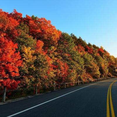 Autumn Trees nature hd wall - KDE Store