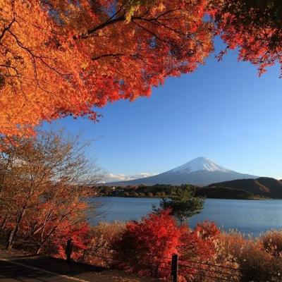 Autumn Trees nature hd wall - KDE Store