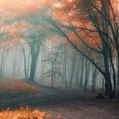 Autumn Trees nature hd wall - KDE Store