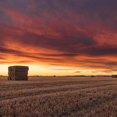 Grain Field Under Dark Cloudy Sky hd wall - KDE Store