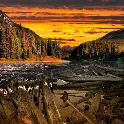 Sunset Red Sky Forest With Pine Trees hd wall - KDE Store