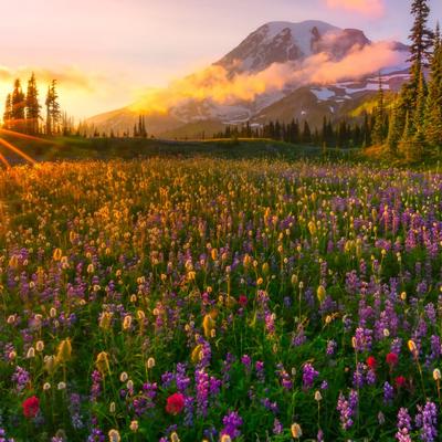 Sunset The Last Rays The Sun Spring Meadow Wild Flowers Yell - KDE Store