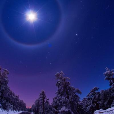 AMAZING NATURE PINE FOREST HD - KDE Store