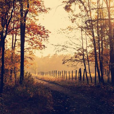 rural forest path forest light fog countryside wallpaper - KDE Store