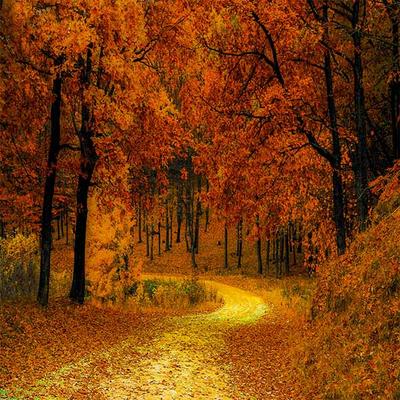 TREE ROAD - KDE Store