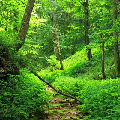 Forest path - KDE Store