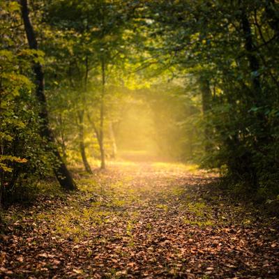 Forest path - KDE Store