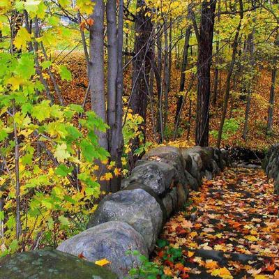 Beautiful Nature Path - KDE Store