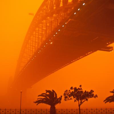 Palm Trees Dust Storm kde plasma hd wall - KDE Store