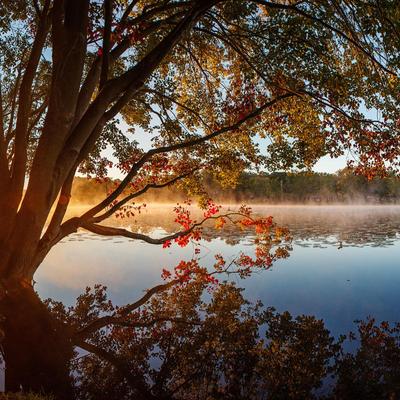 Lake Tree Reflection Sunset Evening HD - KDE Store