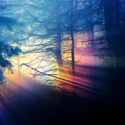 Forest Nature Sunrays HD Wallpaper - KDE Store