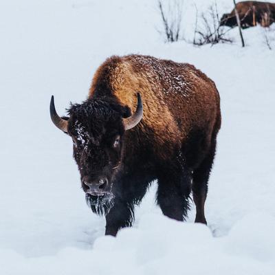 animal - addons.videolan.org