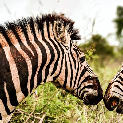 animal - addons.videolan.org