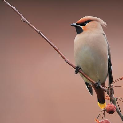 animal - addons.videolan.org