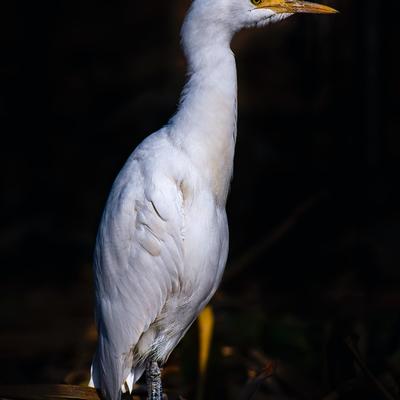 animal - addons.videolan.org